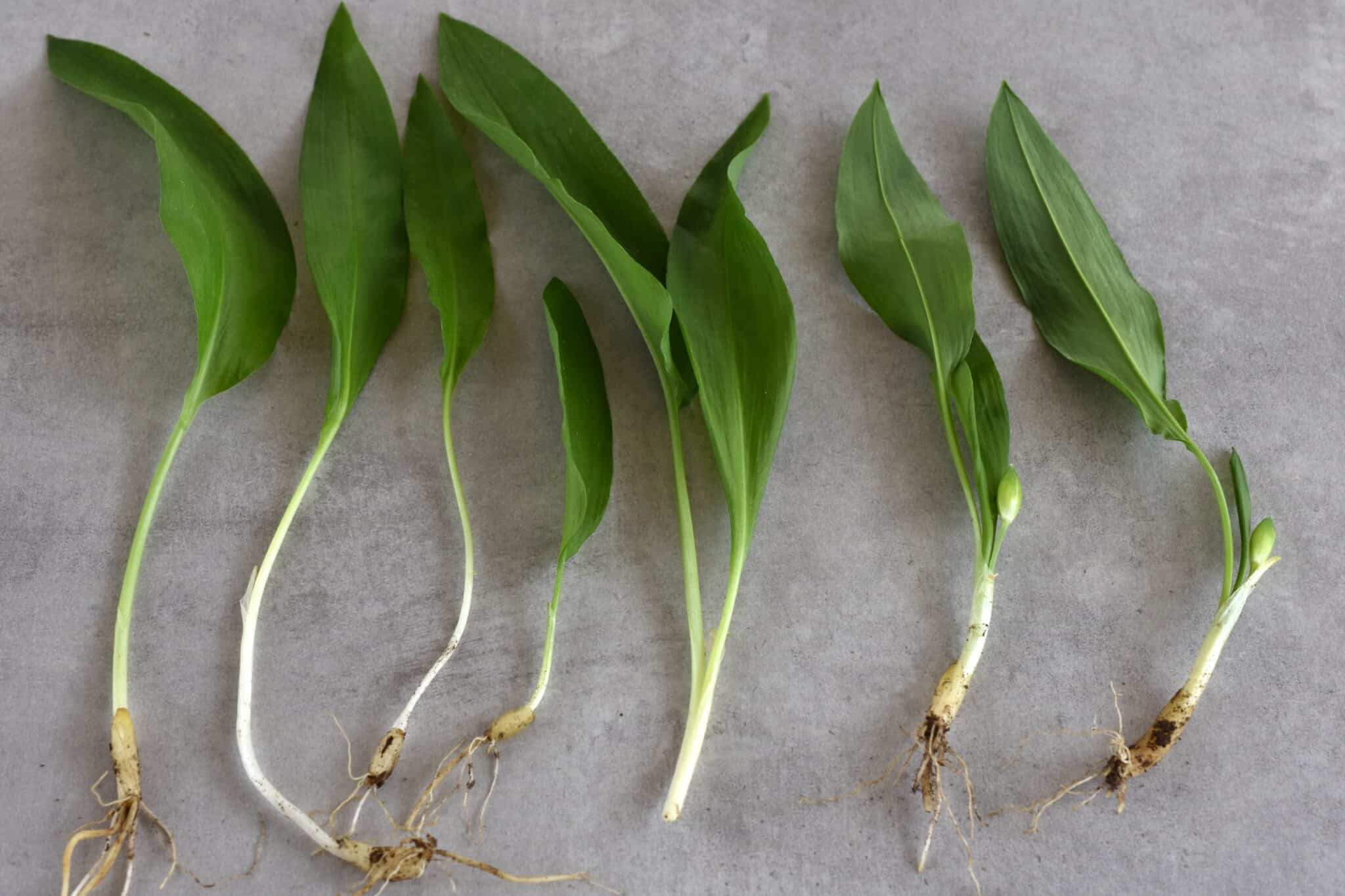 Wild garlic (ramsons) - How to identify, forage and eat it - Vegan Hot ...