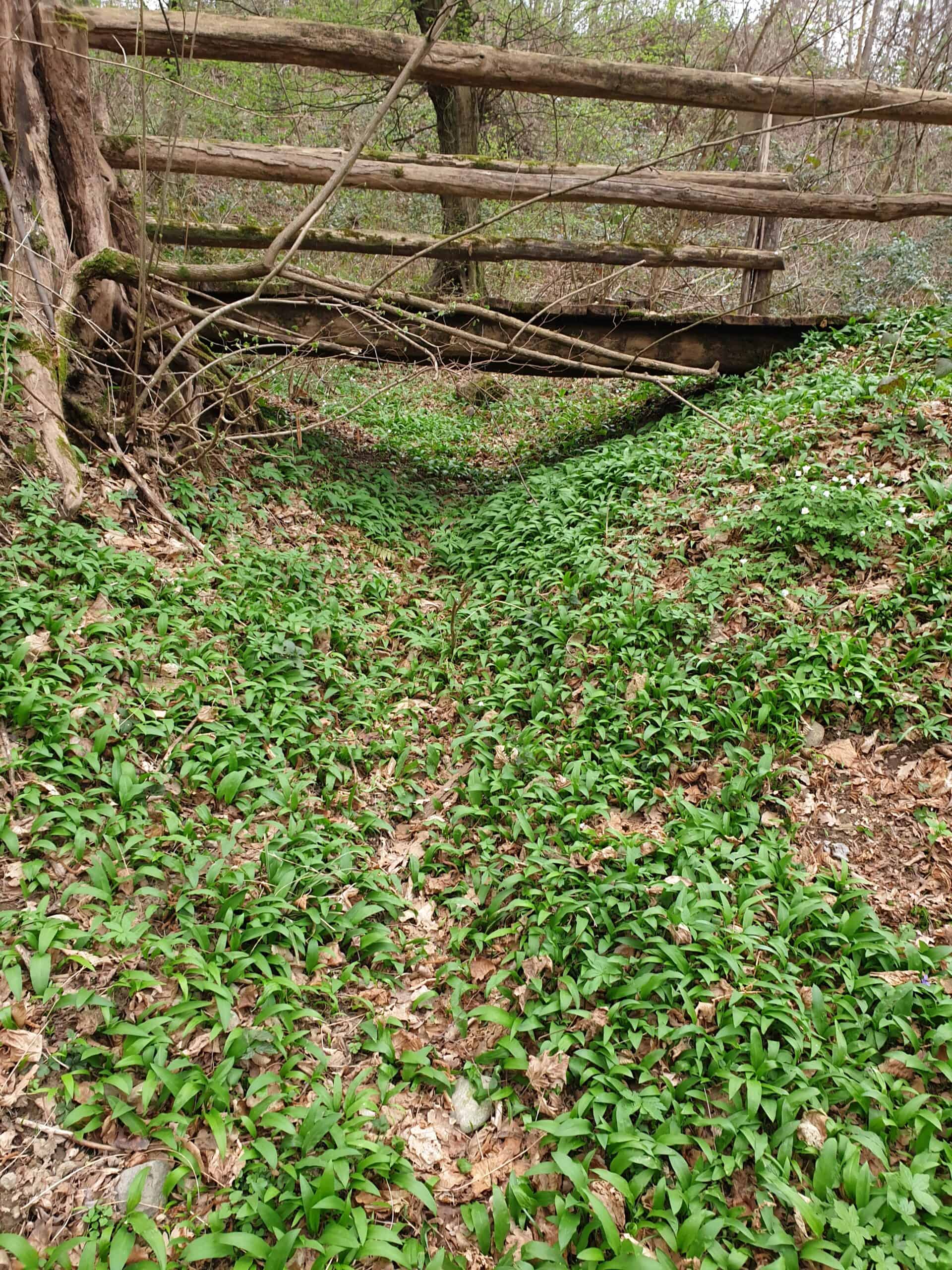 Wild garlic (ramsons) - How to identify, forage and eat it - Vegan Hot ...